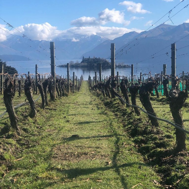 ニュージーランドワイン入門 主要産地と代表銘柄 - 趣味のワイン | ワインの通販 COCOSのブログ