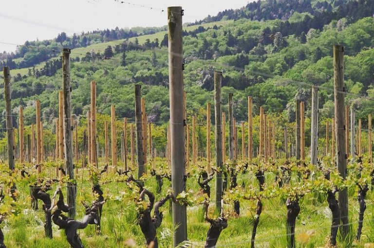 カーブドッチについて｜3つのラインナップの魅力と狙いとは - 趣味のワイン | ワインの通販 COCOSのブログ